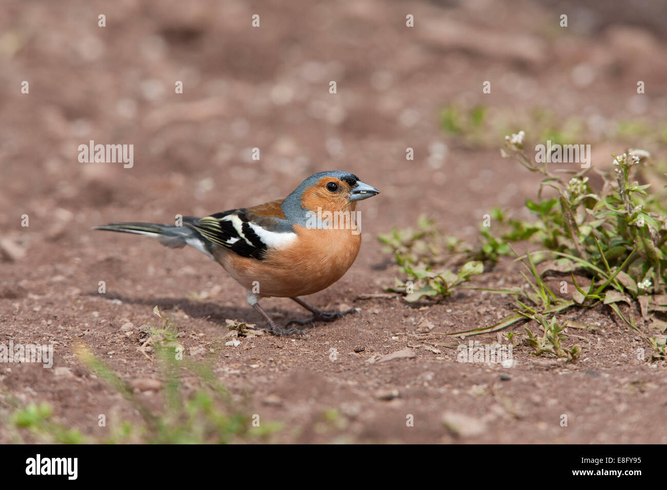 Chaffinch Fringella coelebs adult male in breeding plumage on the ...