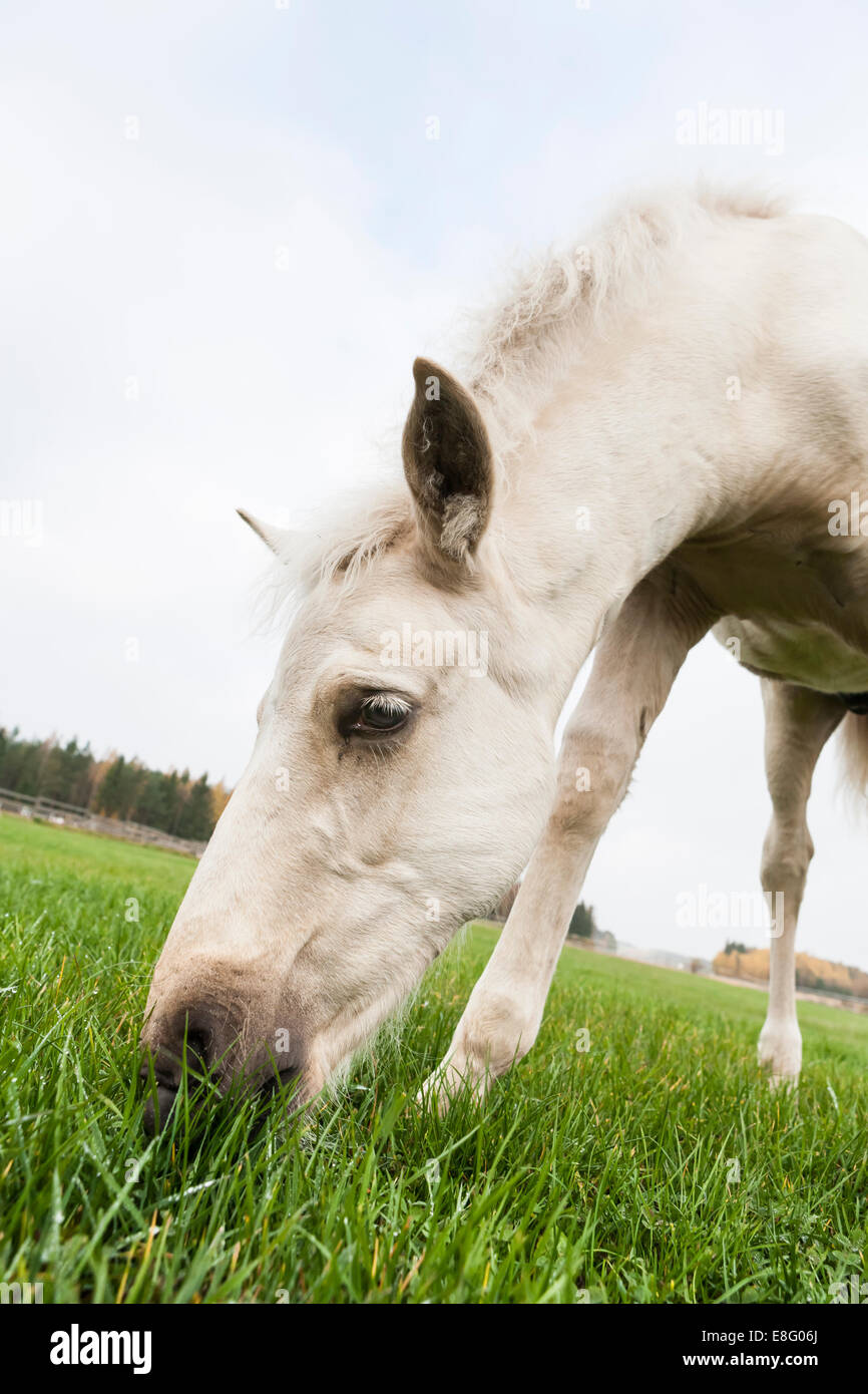 White Finnhorse Colt Stock Photo - Alamy