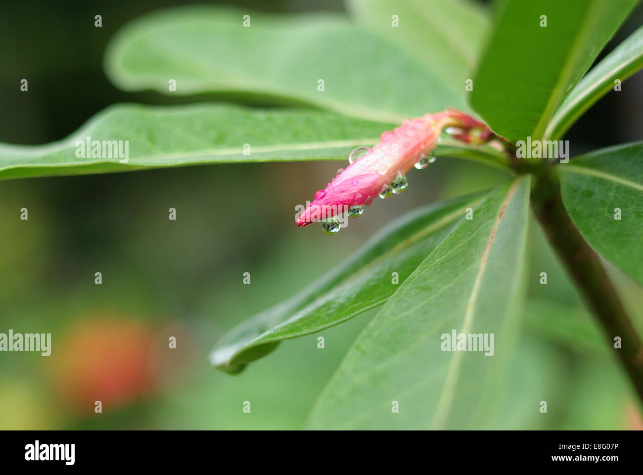 water drop on Flowers background Stock Photo - Alamy