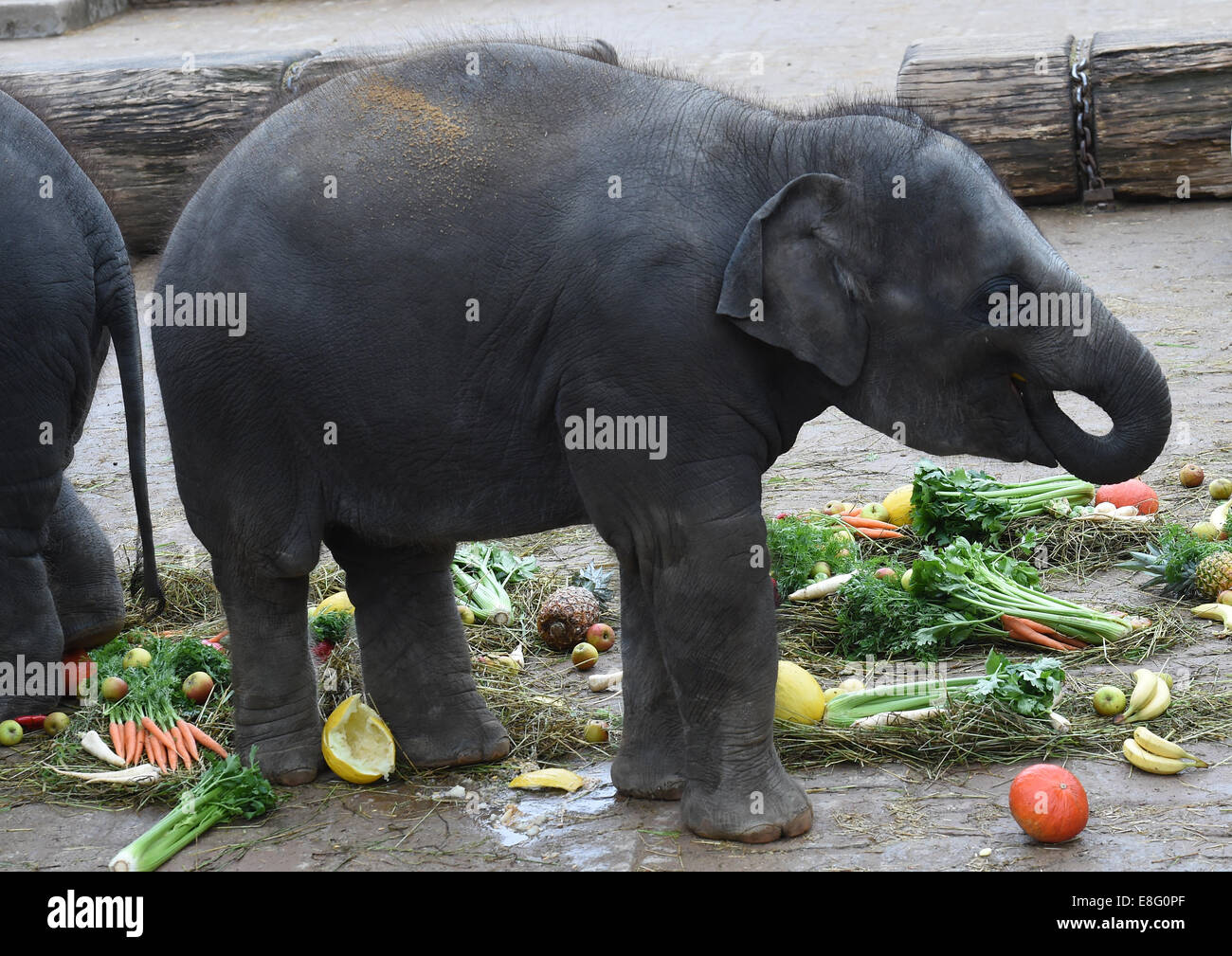 Hanover, Germany. 07th Oct, 2014. Elephant daughter Amithi with her ...