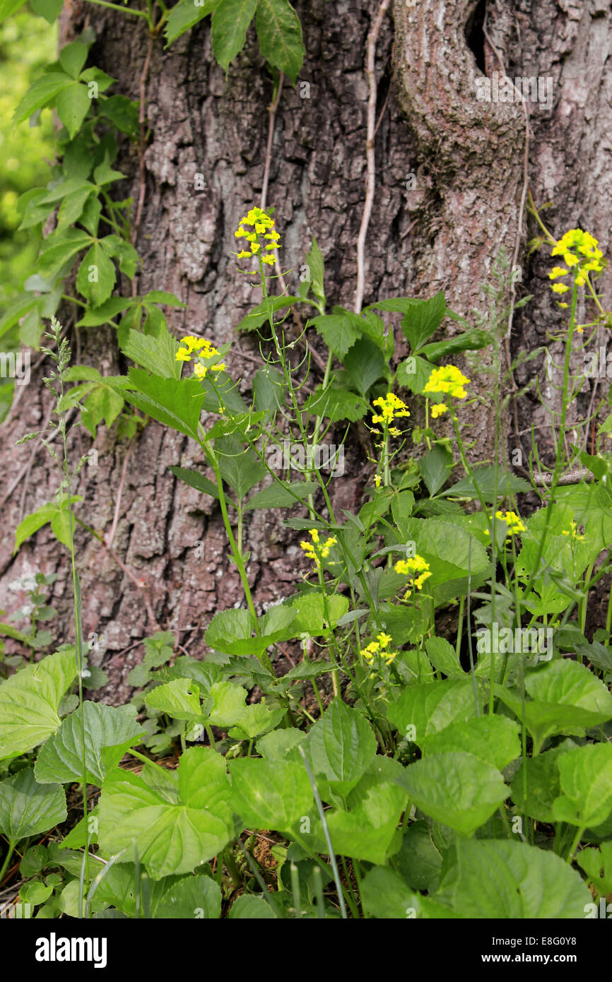 Tree with flowers growing up it Stock Photo - Alamy