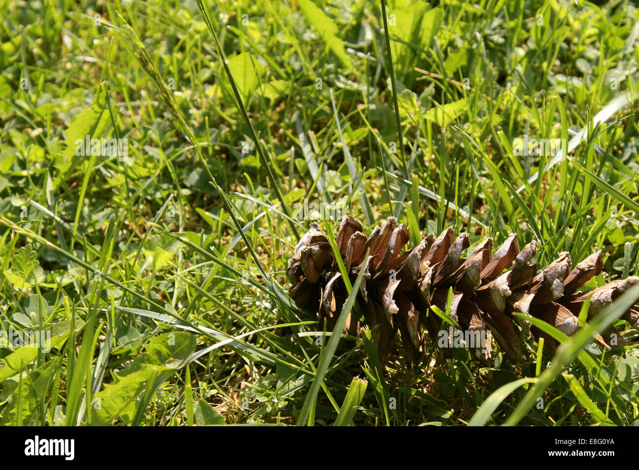 Pine cone in grass hi-res stock photography and images - Alamy