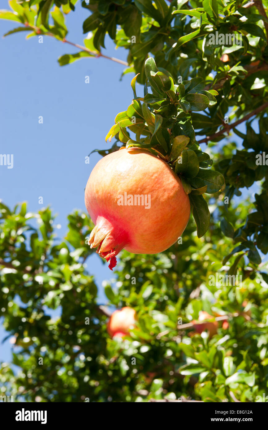 Pomegranate tree flowering hi-res stock photography and images - Alamy