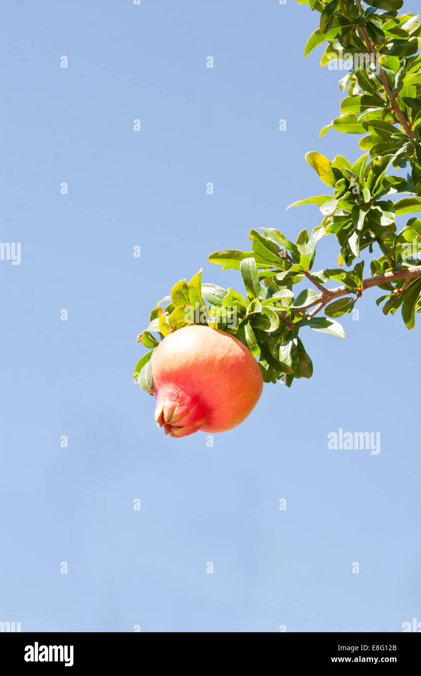 Tree fruits fields hi-res stock photography and images - Alamy