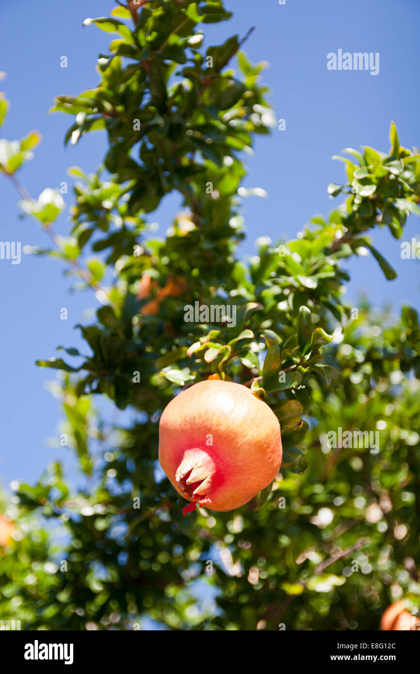 Pomegranate trees flowering hi-res stock photography and images - Alamy