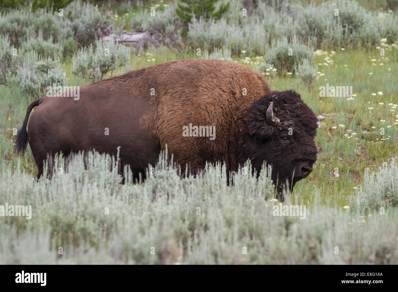 close up of an adult male bison in yellowstone national park Stock ...