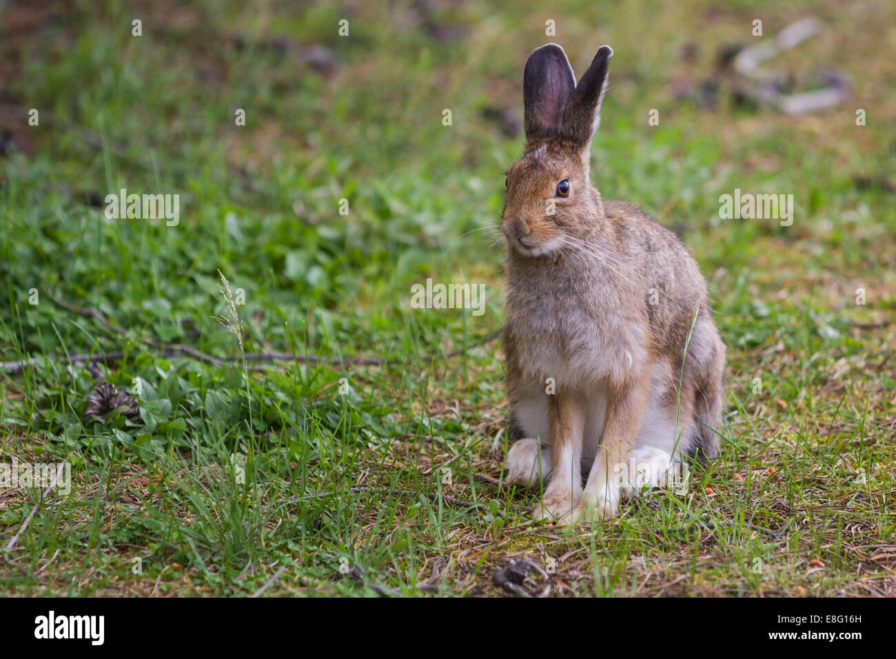 wild jack rabbit sitting on green grass in yellowstone national park ...