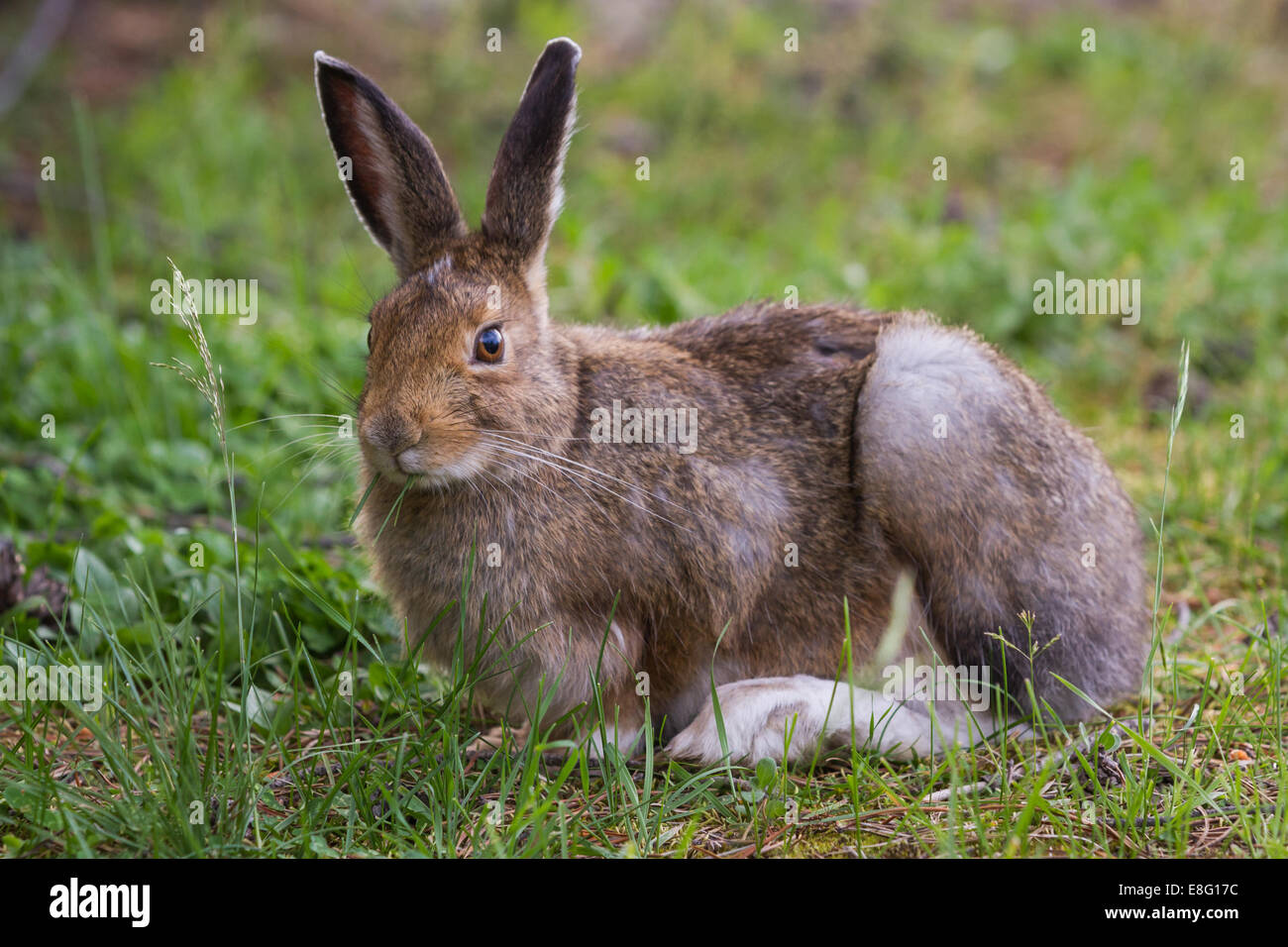 wild jack rabbit sitting on green grass in yellowstone national park ...