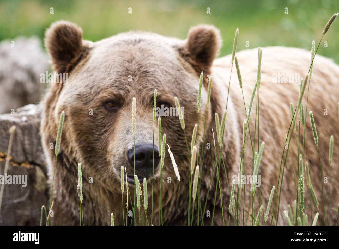 Grizzly bear face hi-res stock photography and images - Alamy