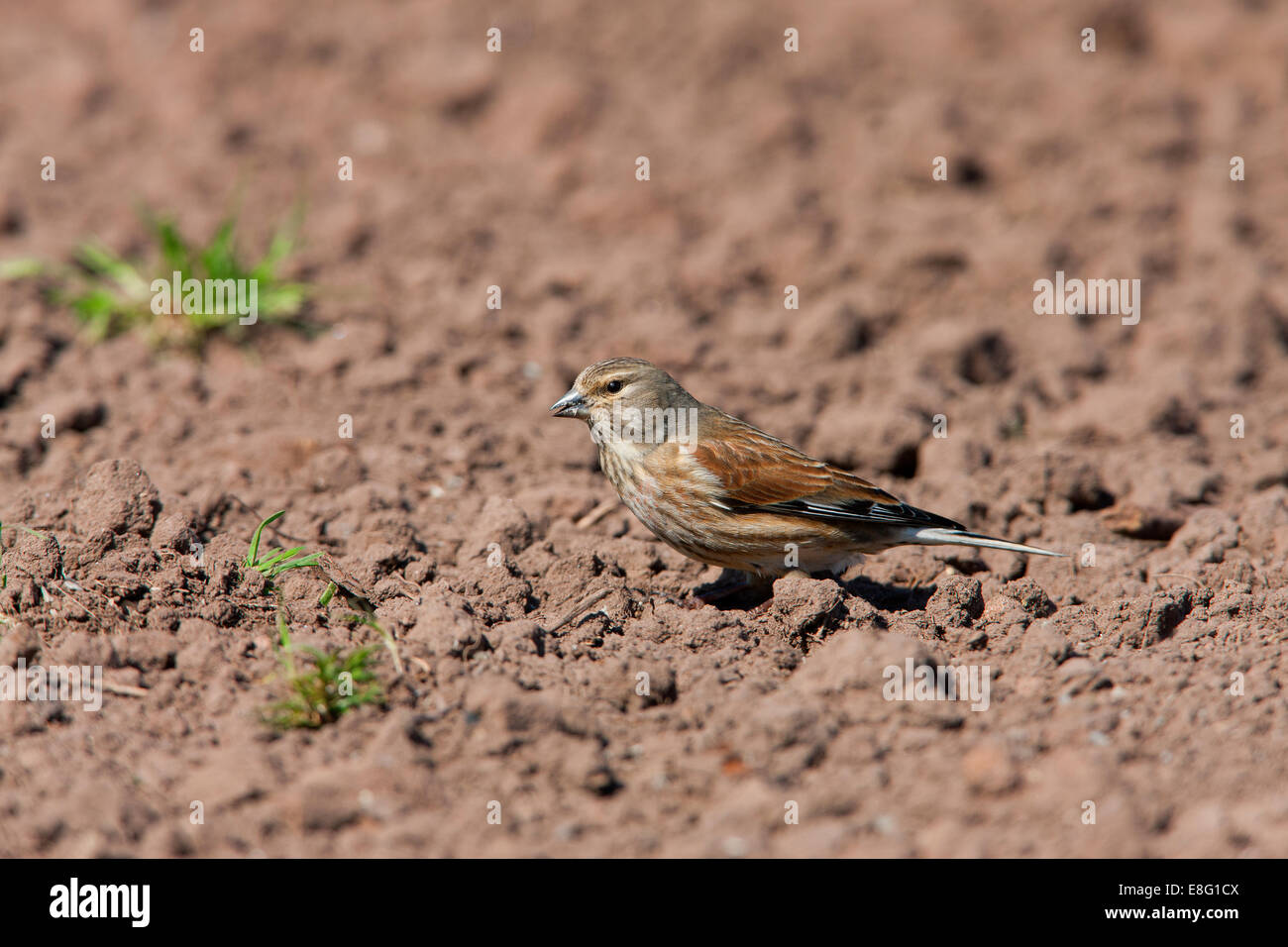 Common Linnet Carduelis cannabina adult feeding on the ground Stock ...