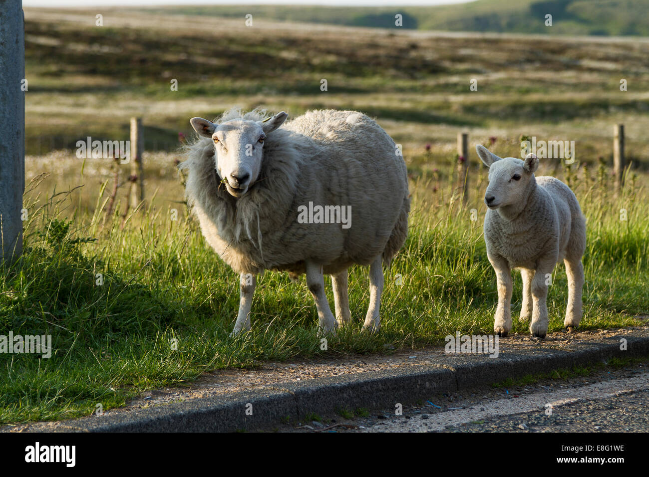 Sheep and lamb Stock Photo - Alamy