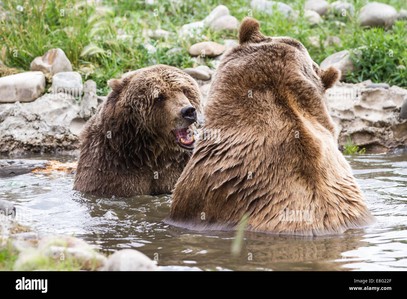 two adult grizzly bears with aggressive expressions inside a pond Stock ...