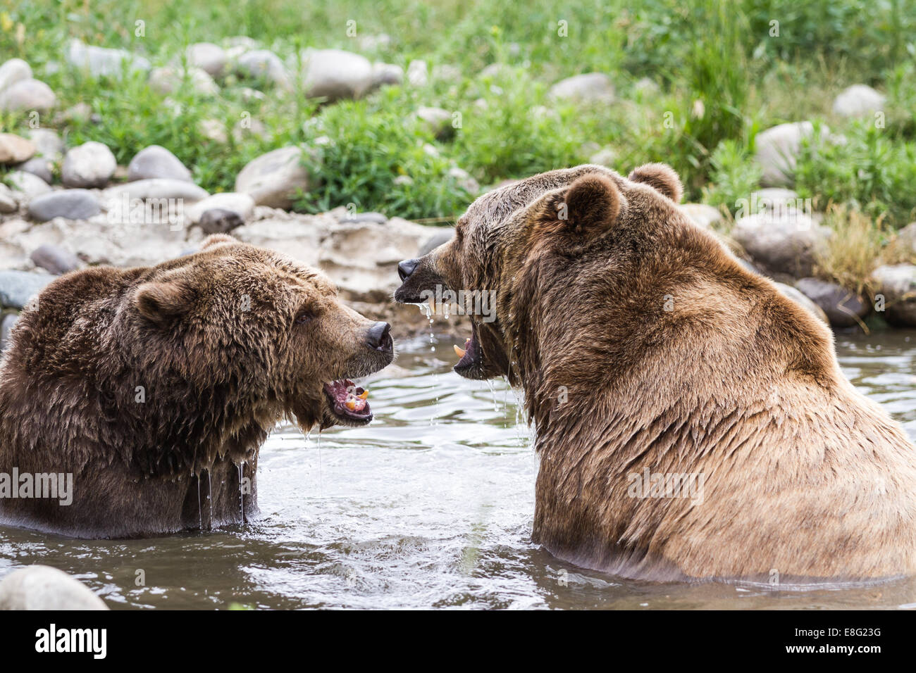 two adult grizzly bears with aggressive expressions inside a pond Stock ...