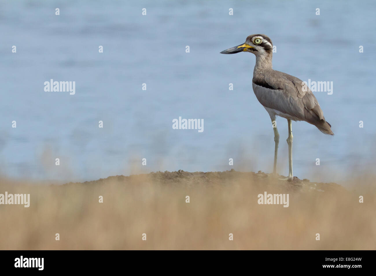 Indian thick knee hi-res stock photography and images - Alamy