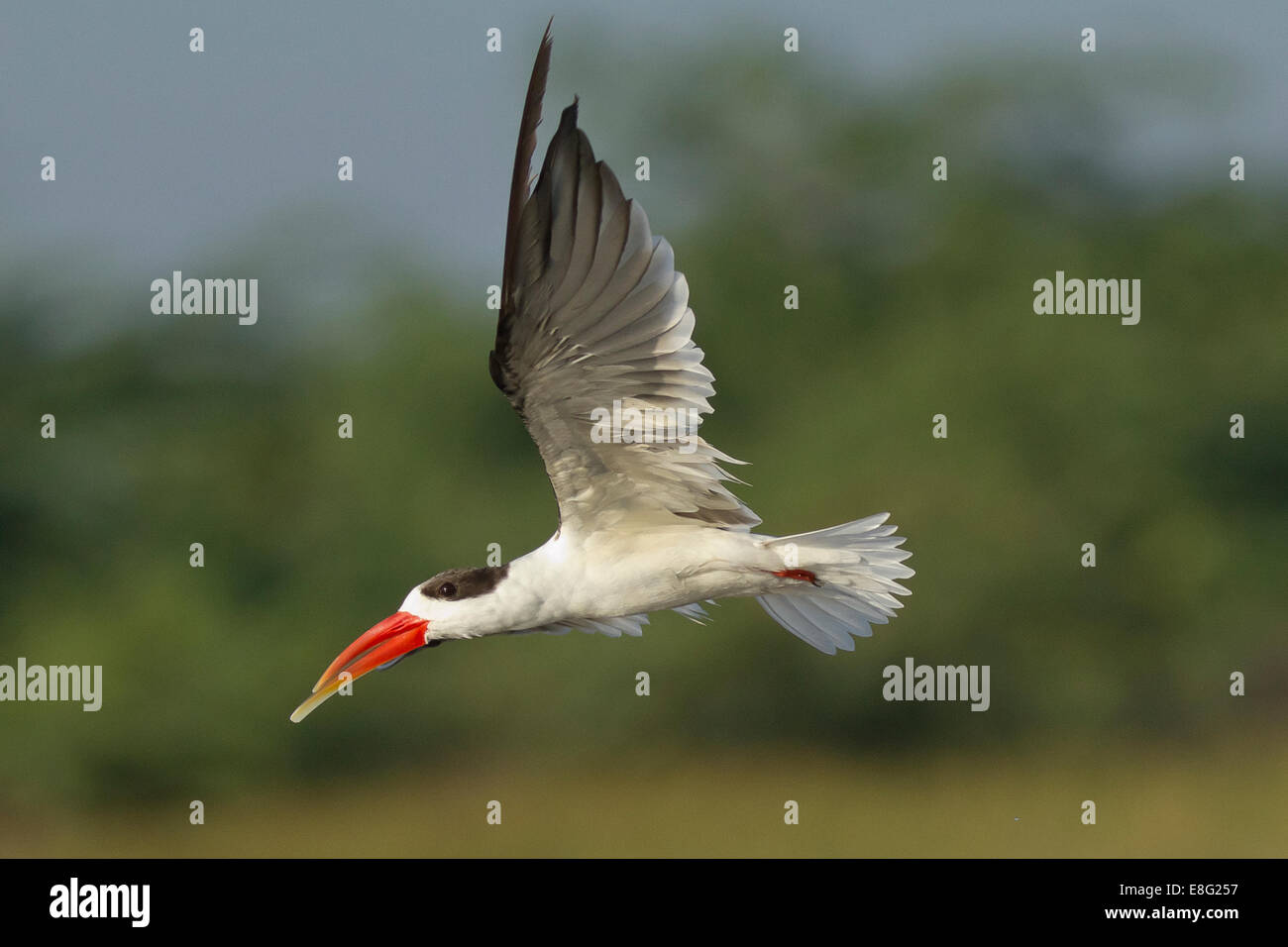 Indian skimmer or Indian scissors-bill (Rynchops albicollis) in flight ...