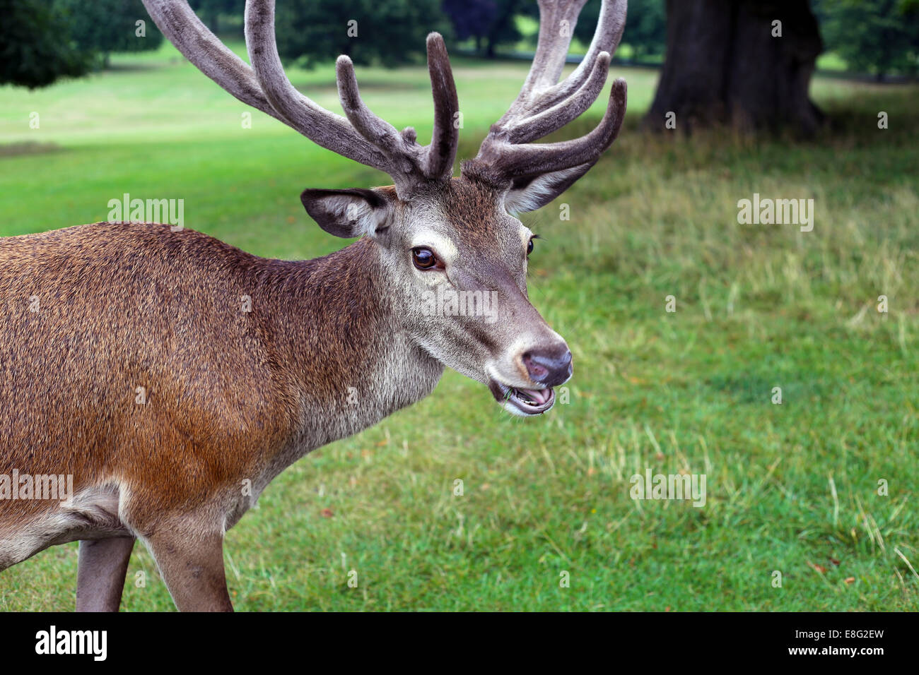 portrait of deer Stock Photo - Alamy