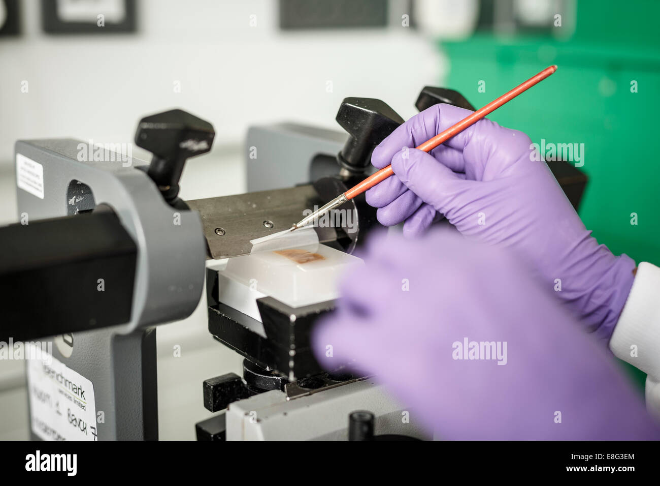 Human brain dissect for medical test dementia Stock Photo - Alamy