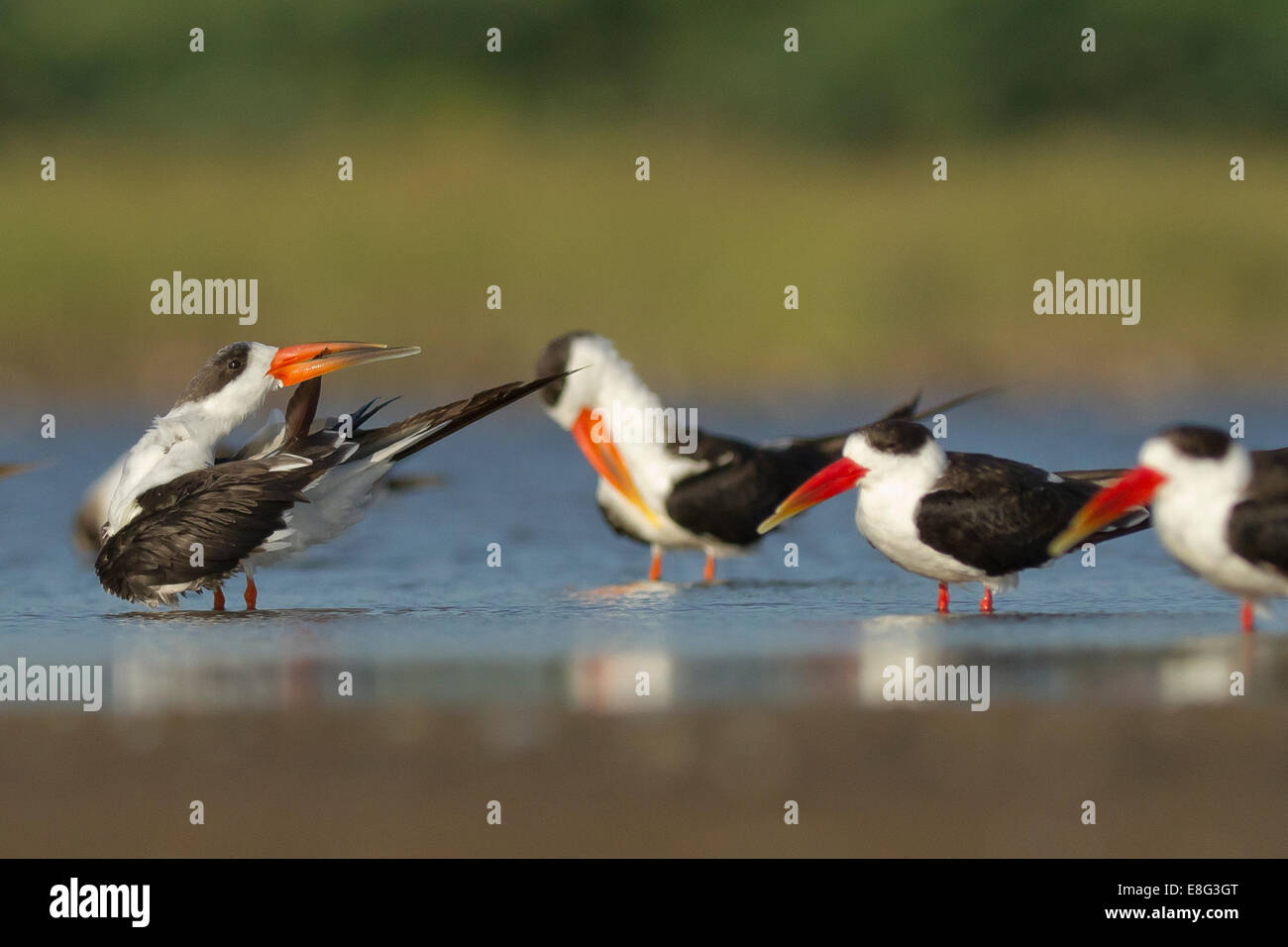 Indian scissors bill hi-res stock photography and images - Alamy