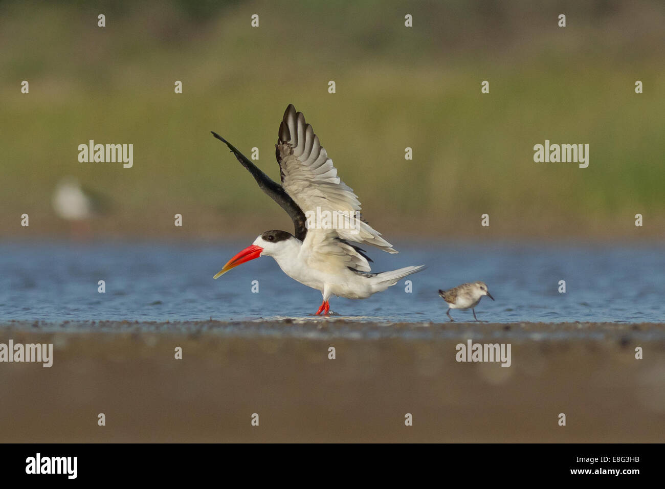 Indian scissors bill hi-res stock photography and images - Alamy