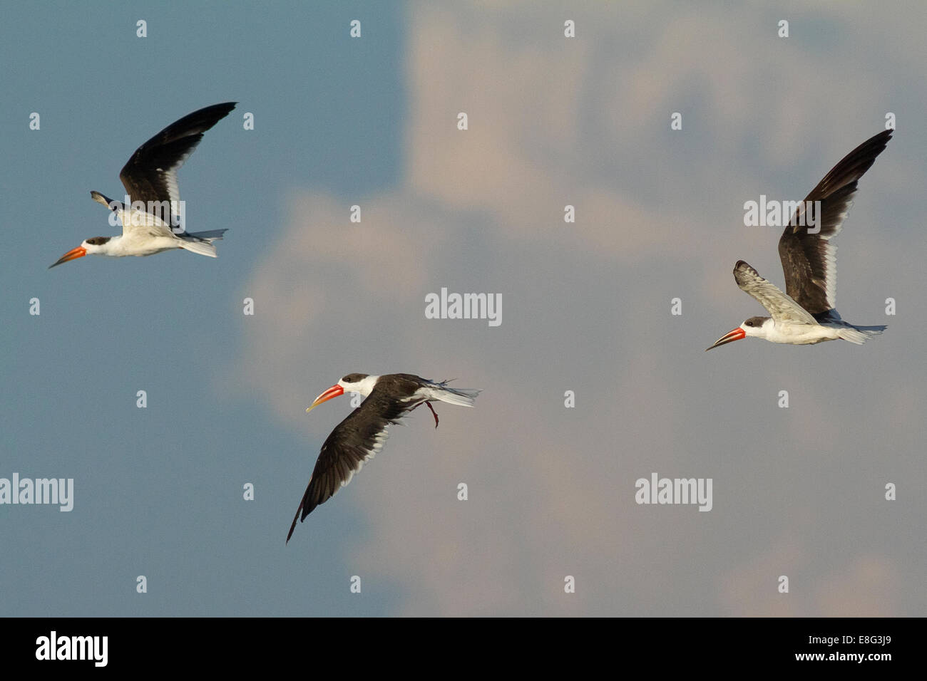 Indian skimmers or Indian scissors-bills (Rynchops albicollis) in ...