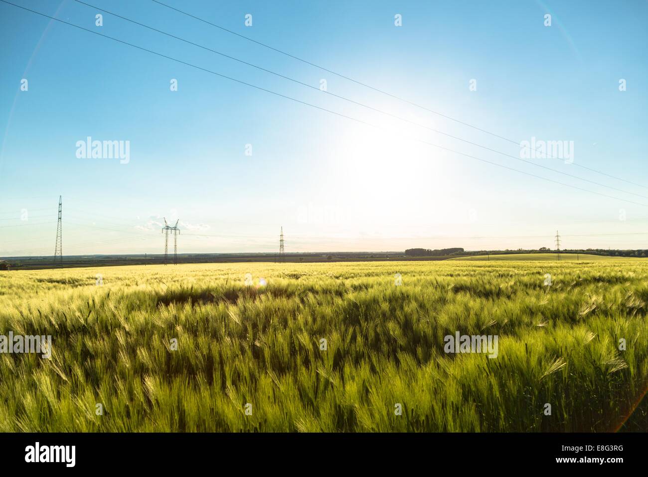 Beautiful plants in a field Stock Photo - Alamy