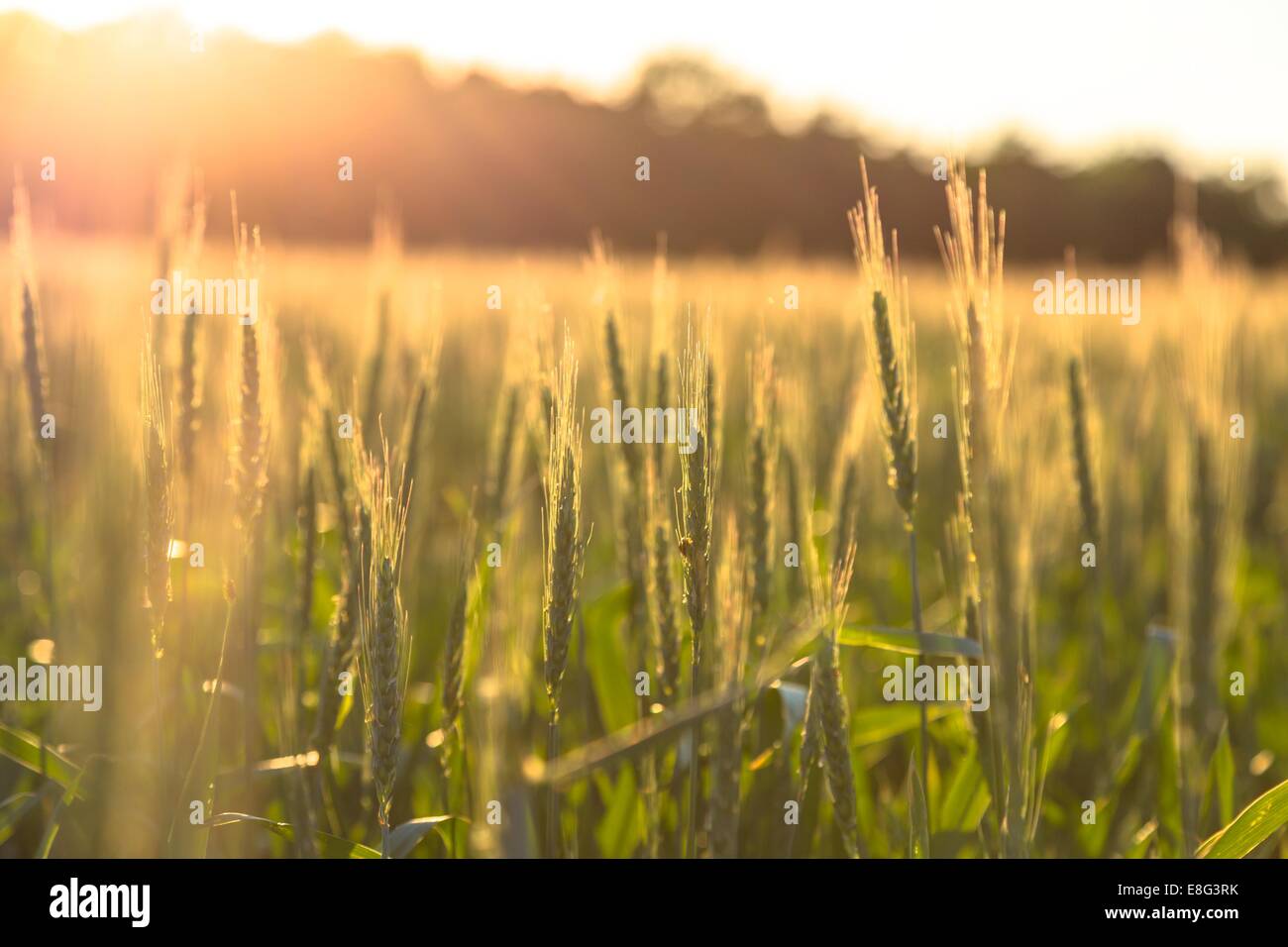 Beautiful plants in a field Stock Photo - Alamy