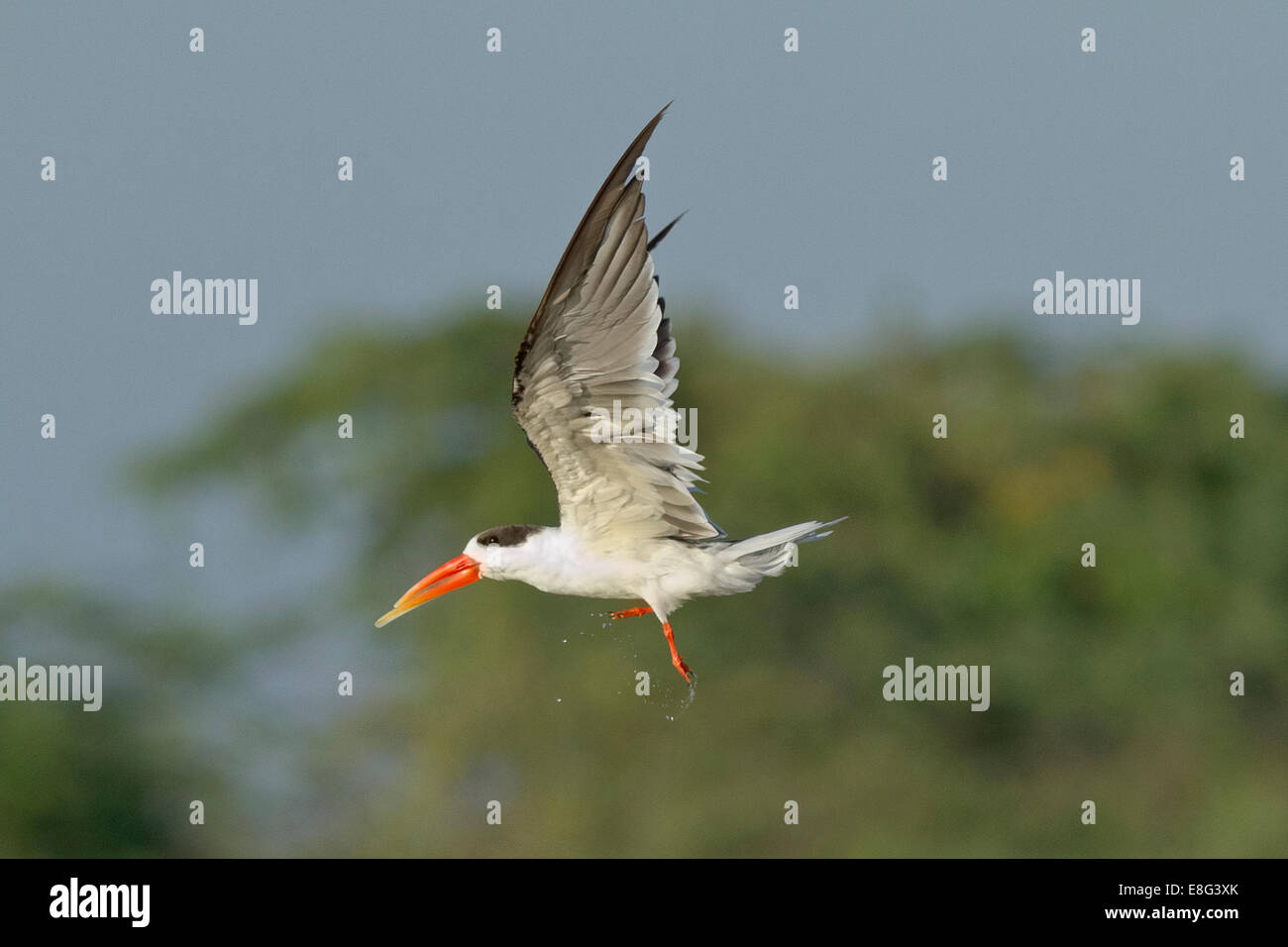 Indian skimmer or Indian scissors-bill (Rynchops albicollis) in flight ...