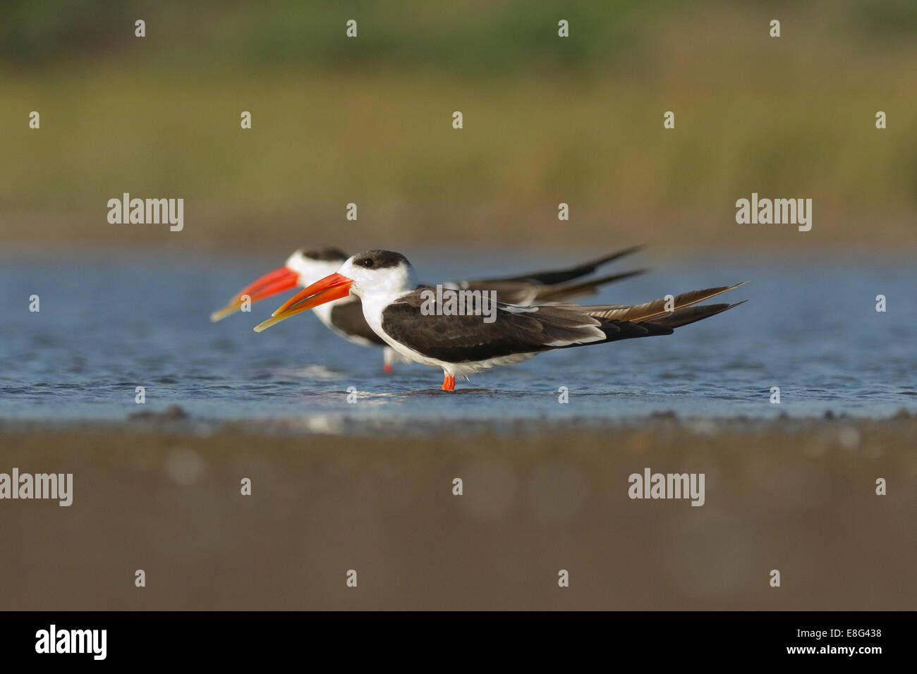 Indian skimmer or Indian scissors-bill (Rynchops albicollis Stock Photo ...
