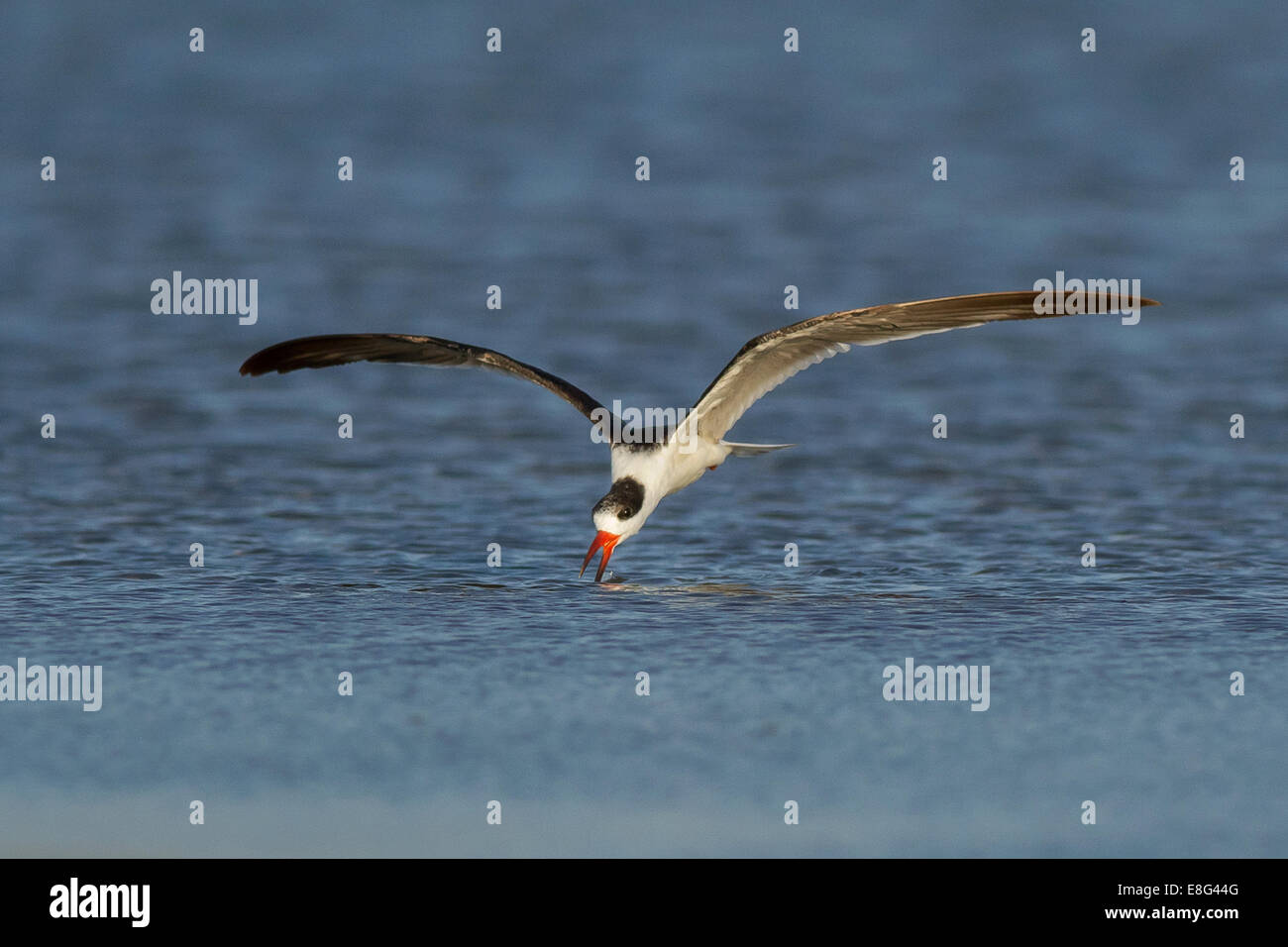 Indian skimmer skimming hi-res stock photography and images - Alamy