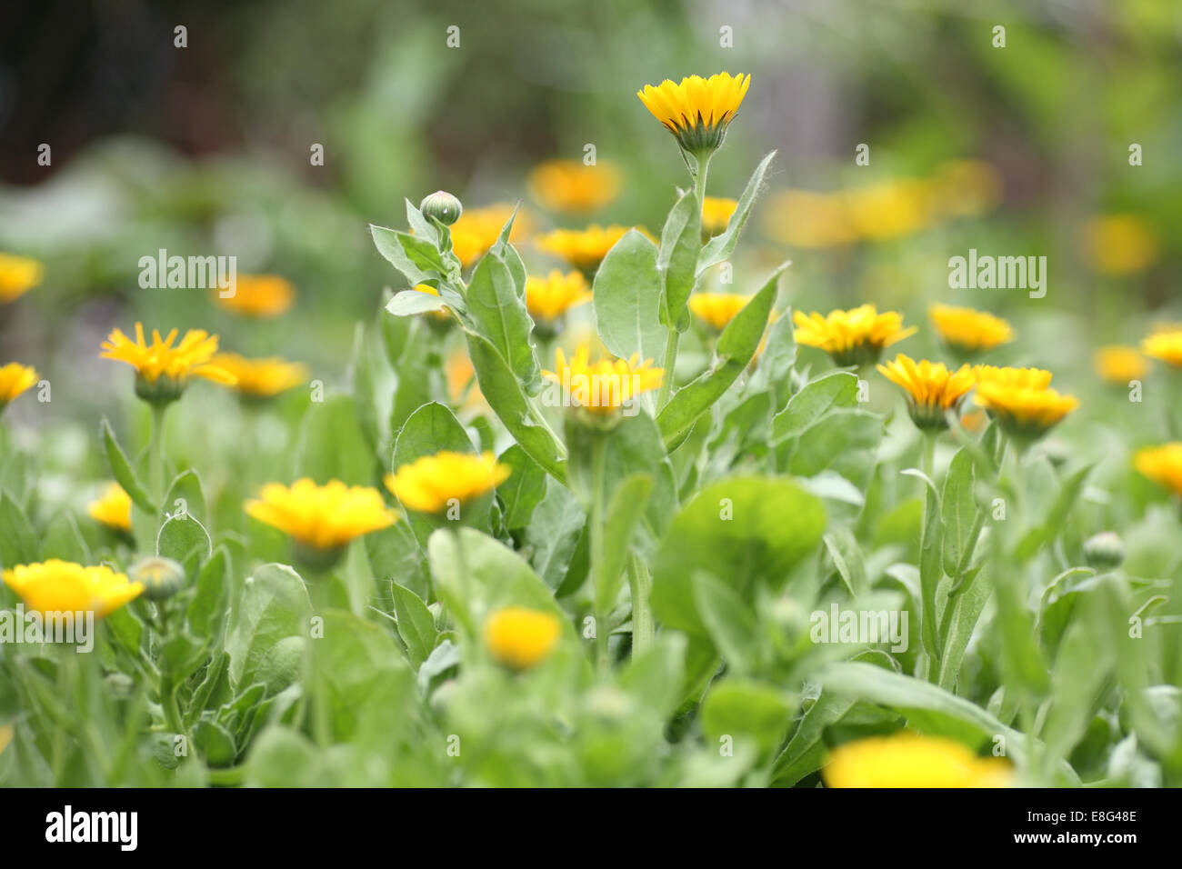 Field of Marigold (calendula). Clouse-up Stock Photo - Alamy