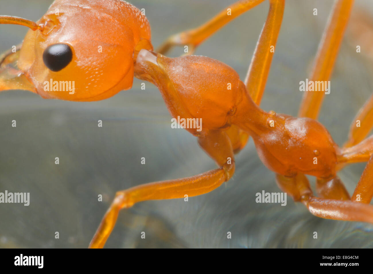 Weaver ant hi-res stock photography and images - Alamy