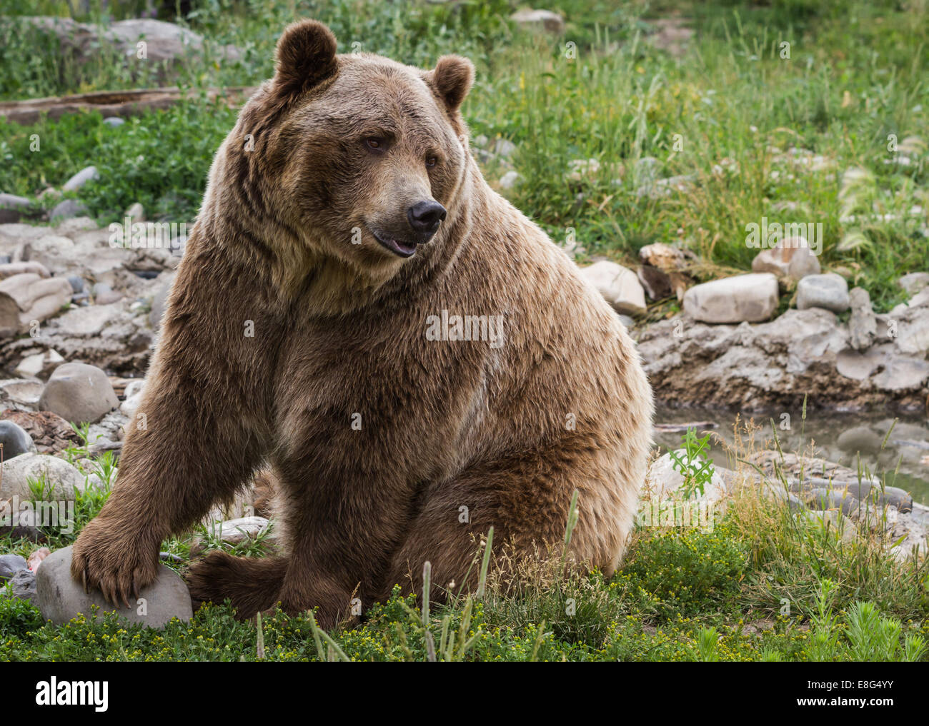 close up of an adult grizzly bear on green grass Stock Photo - Alamy