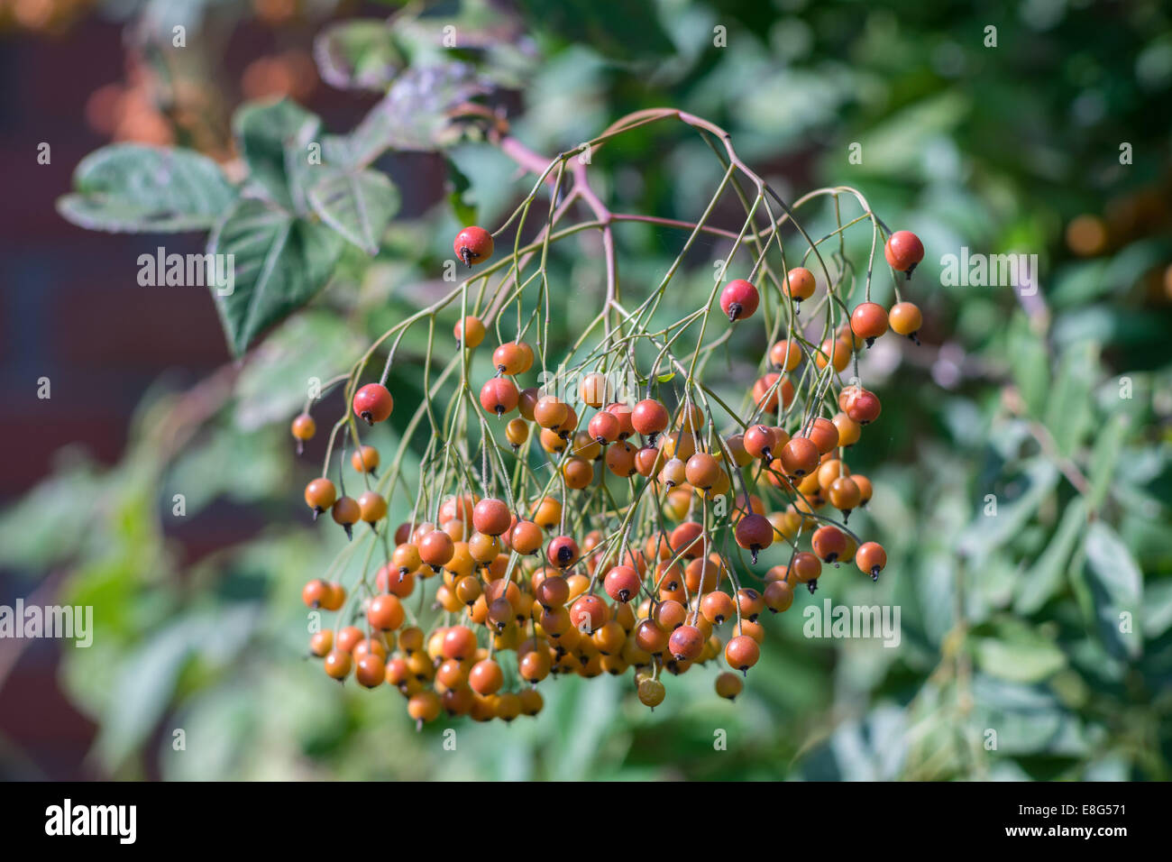 Rosa fruits hi-res stock photography and images - Alamy