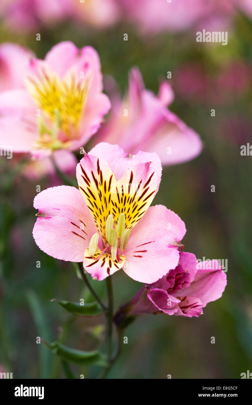 Alstroemeria hi-res stock photography and images - Alamy