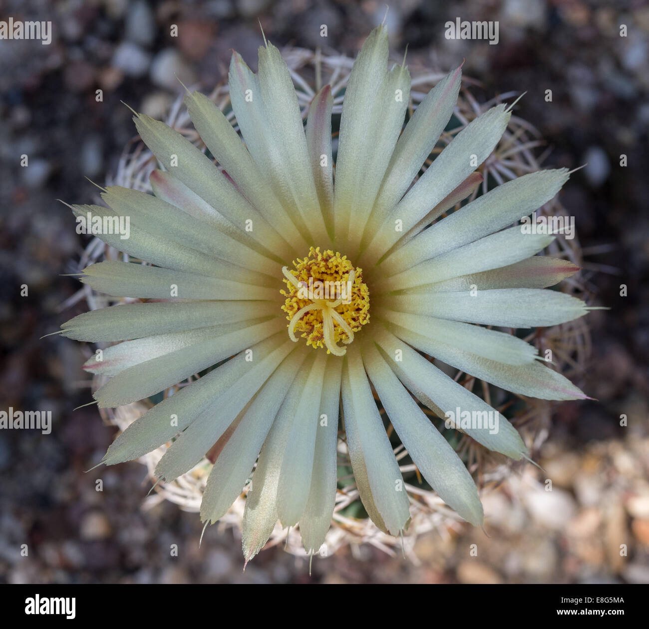 Compacta hi-res stock photography and images - Alamy