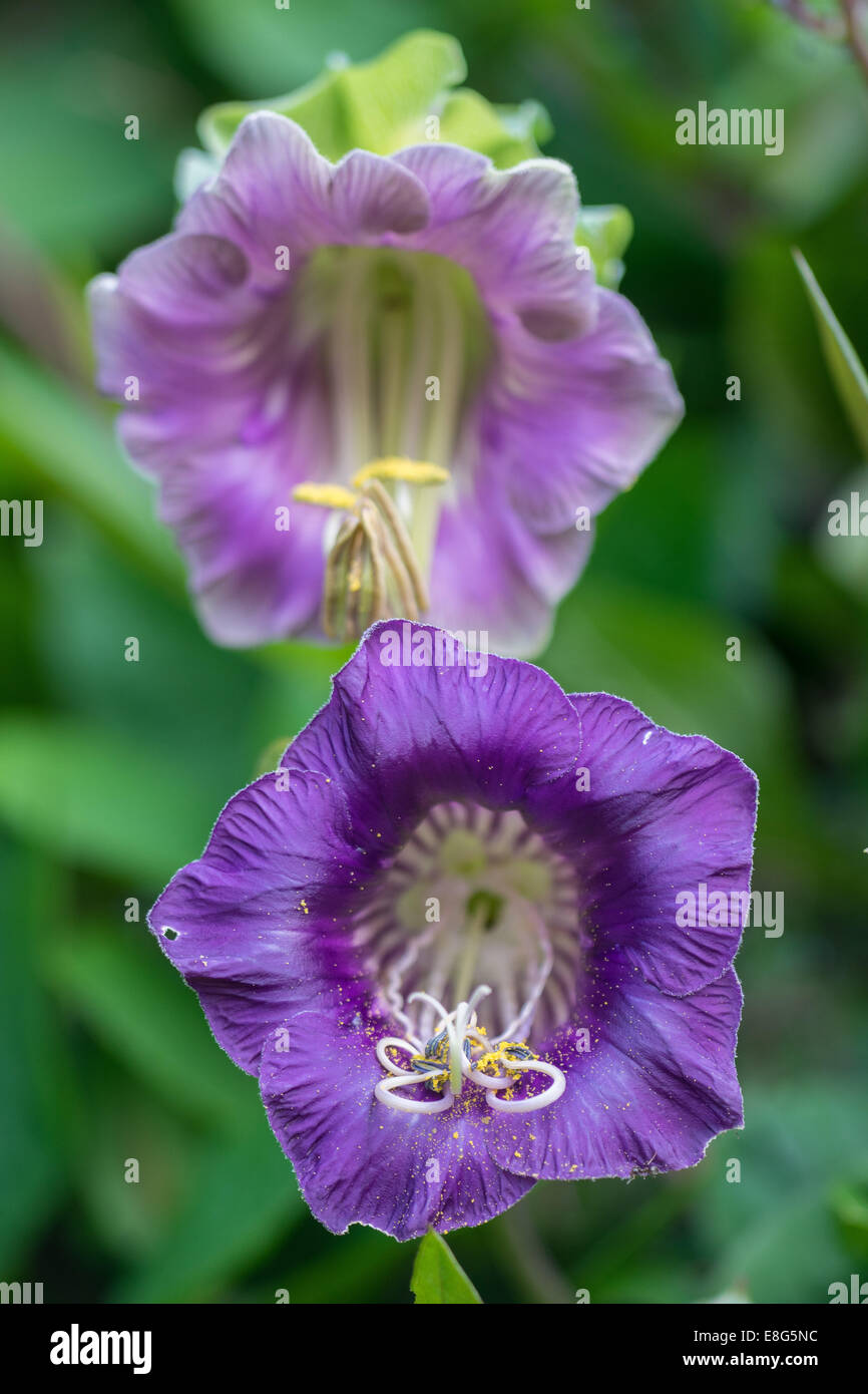 Cobaea scandens cup-and-saucer vine cathedral bells Mexican ivy ...