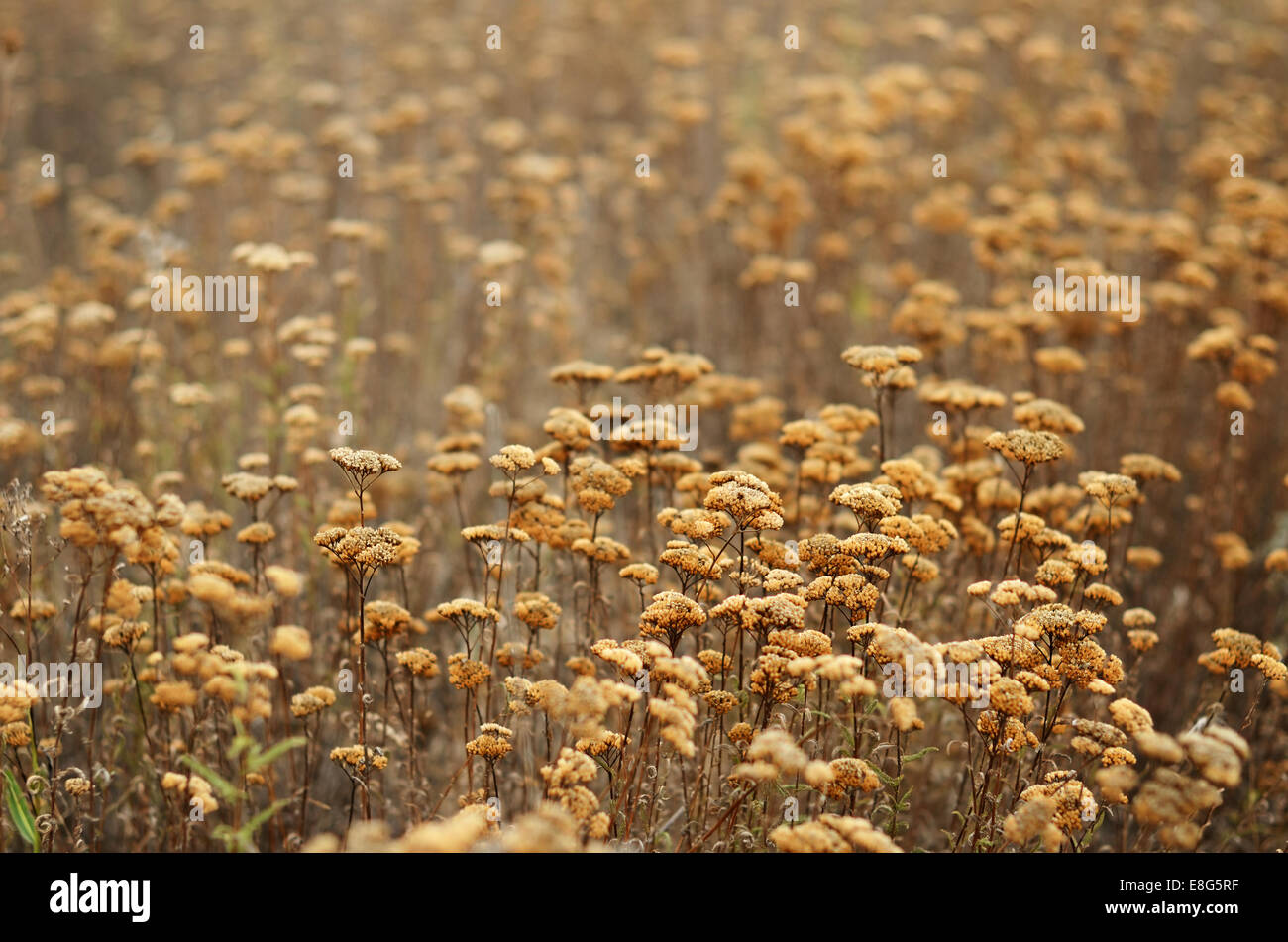 Dry field of flowers hi-res stock photography and images - Alamy