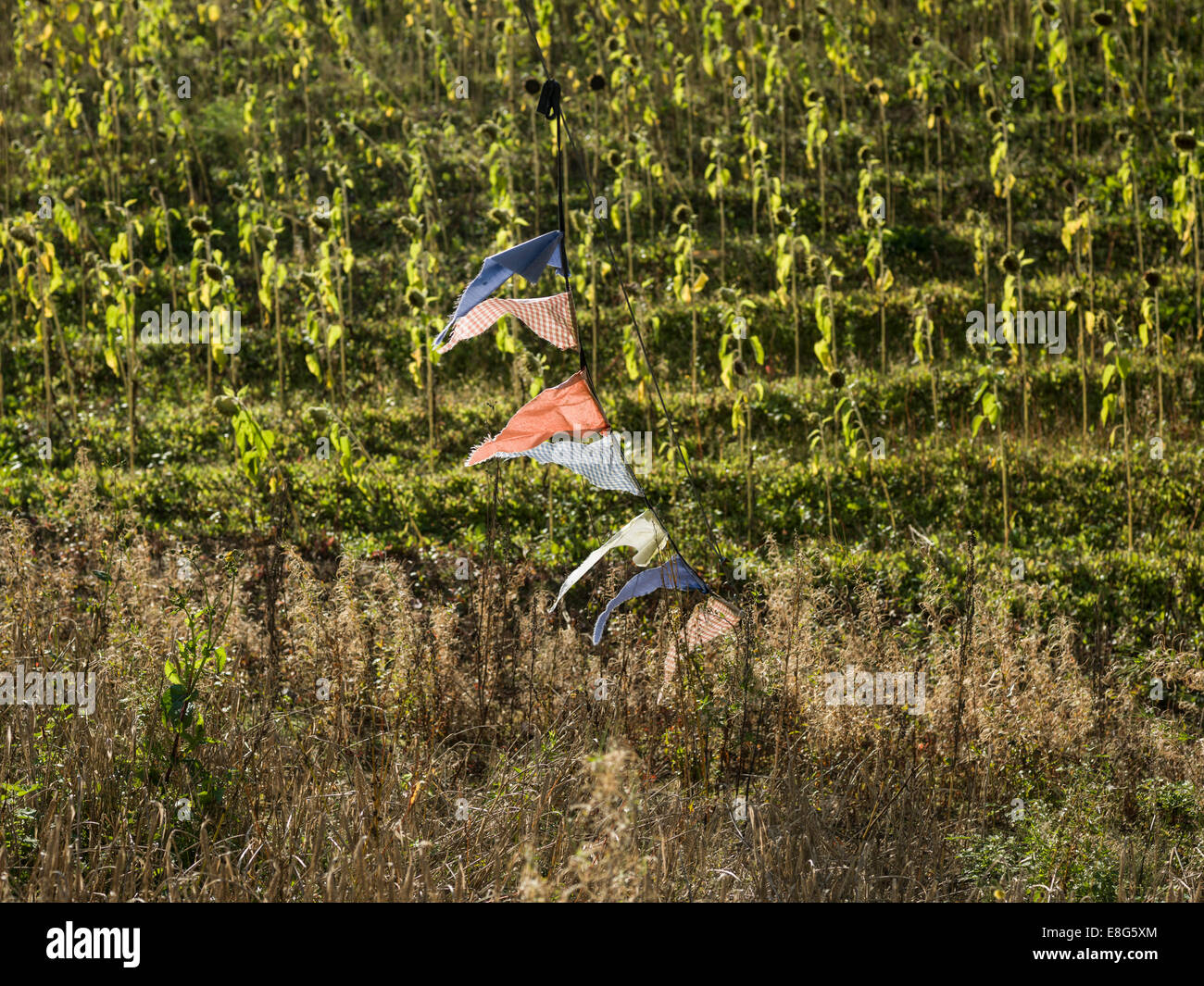 Flags and decorations hi-res stock photography and images - Alamy
