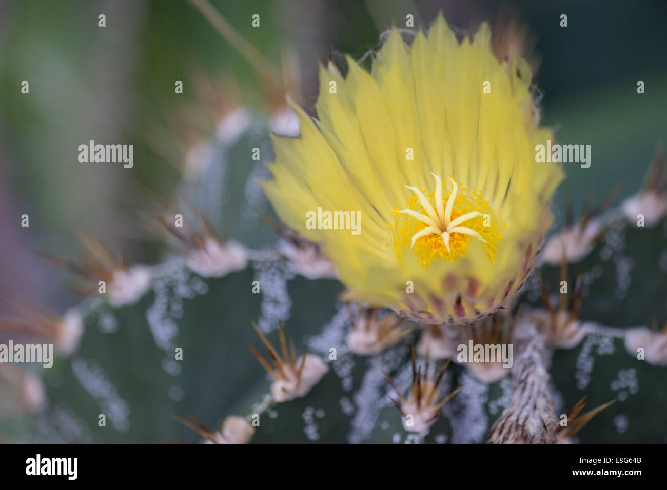 Yellow flower hi-res stock photography and images - Alamy