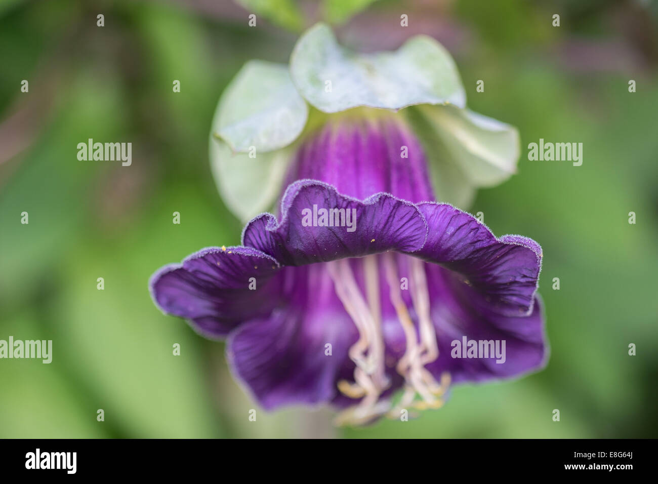 Cup saucer vine mexican ivy hi-res stock photography and images - Alamy