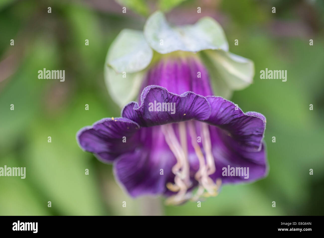 Cobaea scandens cup-and-saucer vine cathedral bells Mexican ivy ...