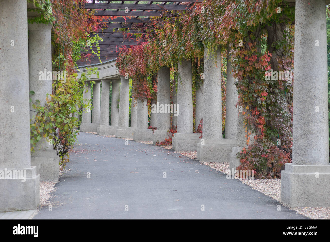 Pergola with creeper hi-res stock photography and images - Alamy