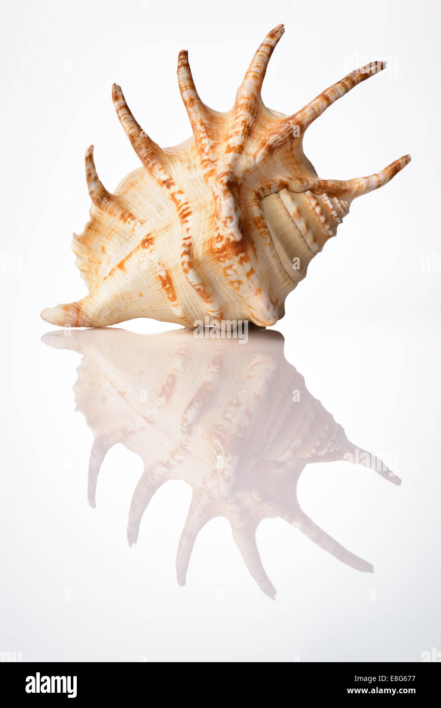 Shiny sea shell hi-res stock photography and images - Alamy