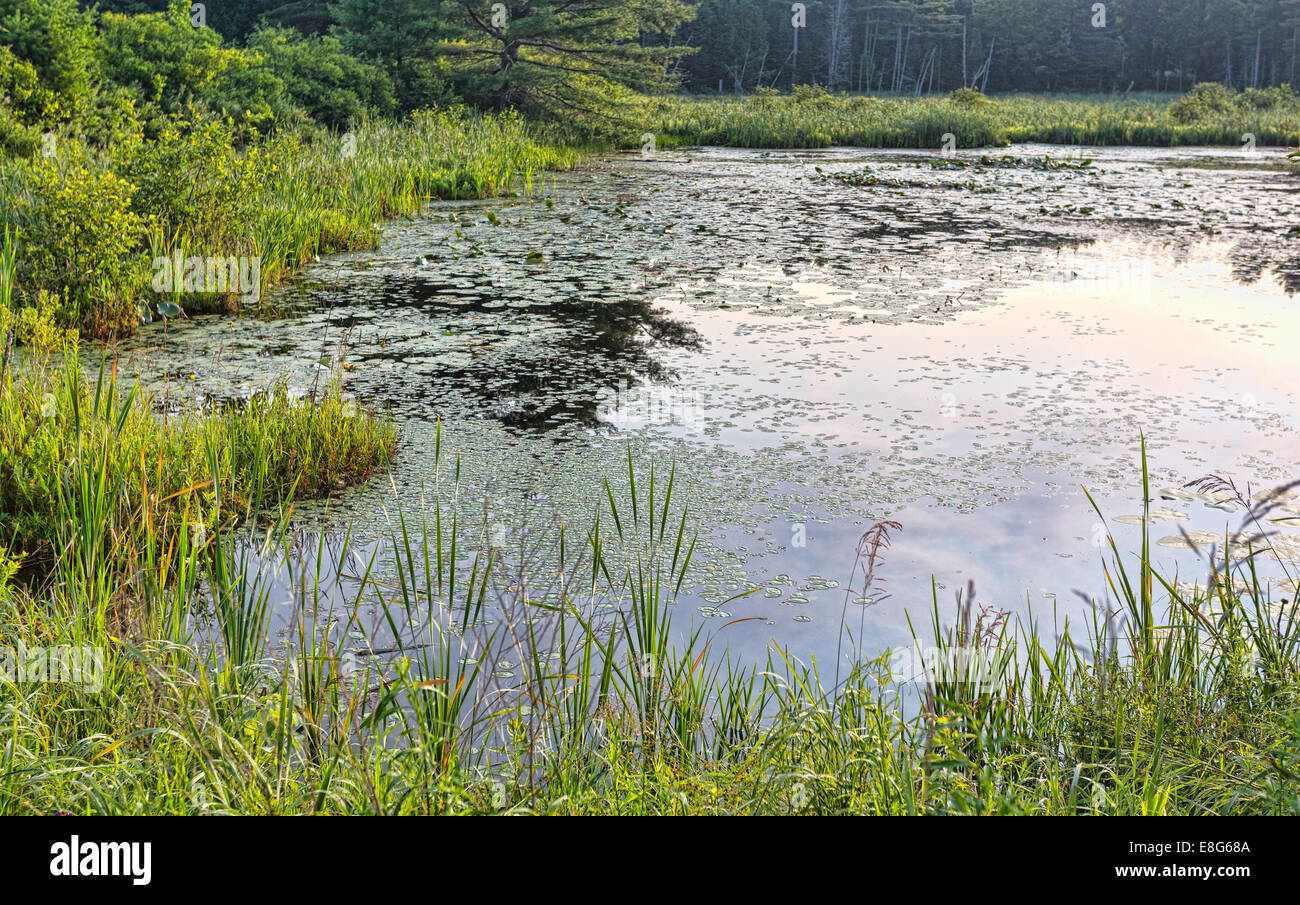View of a calm pond in rural Maine with floating lily pads, tall ...