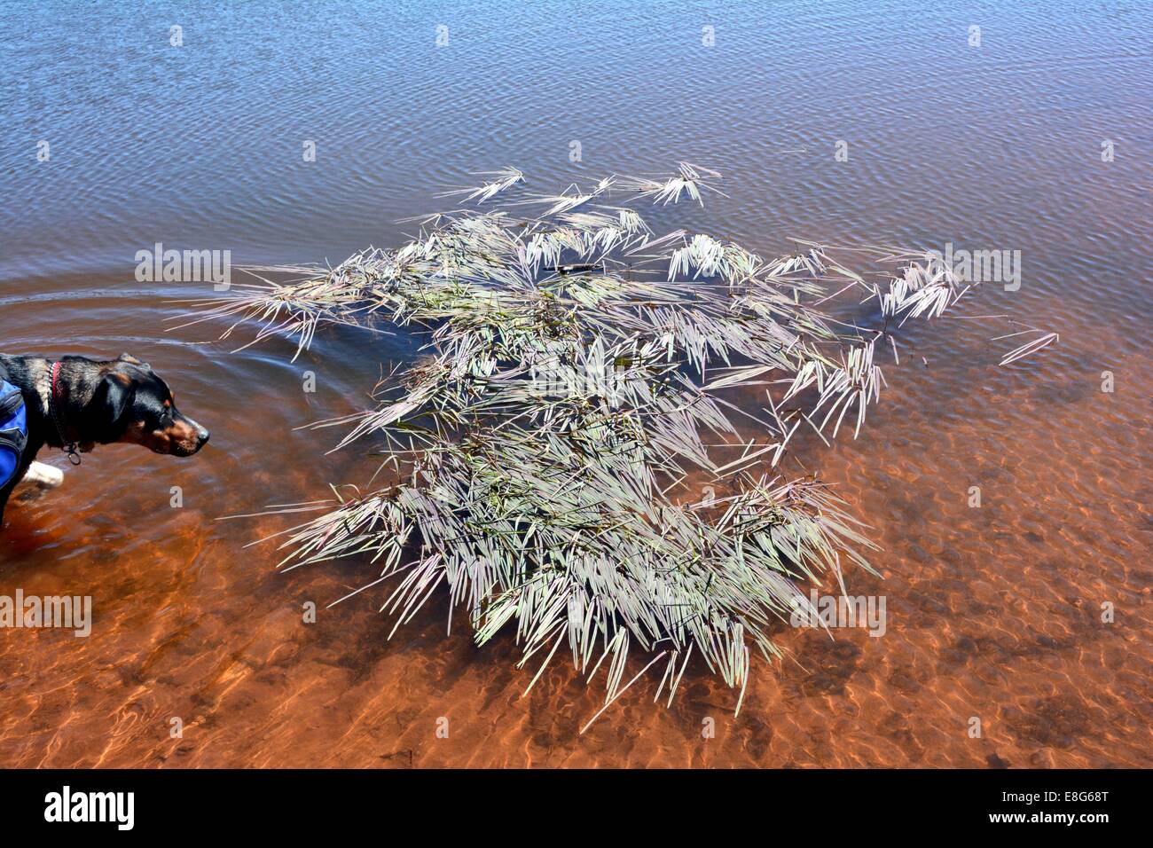 Luke and floating grasses in lake Stock Photo - Alamy