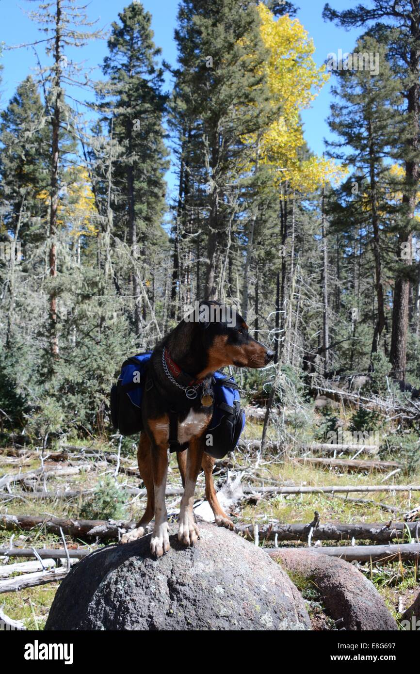 Dog on boulder in mountains of New Mexico - USA Stock Photo - Alamy