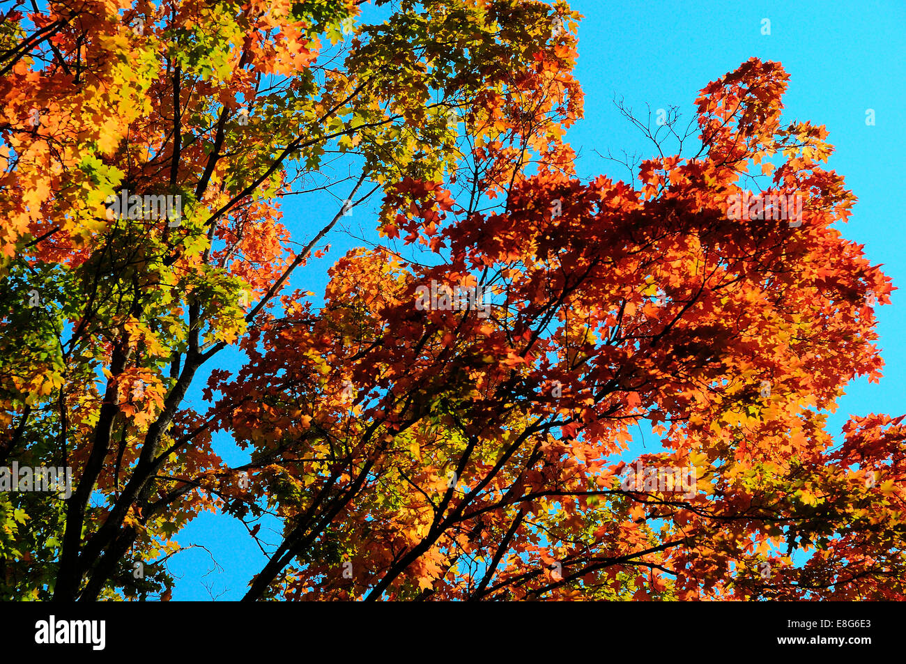 Maple tree in full autumn peak. (Acer platanoides Stock Photo - Alamy