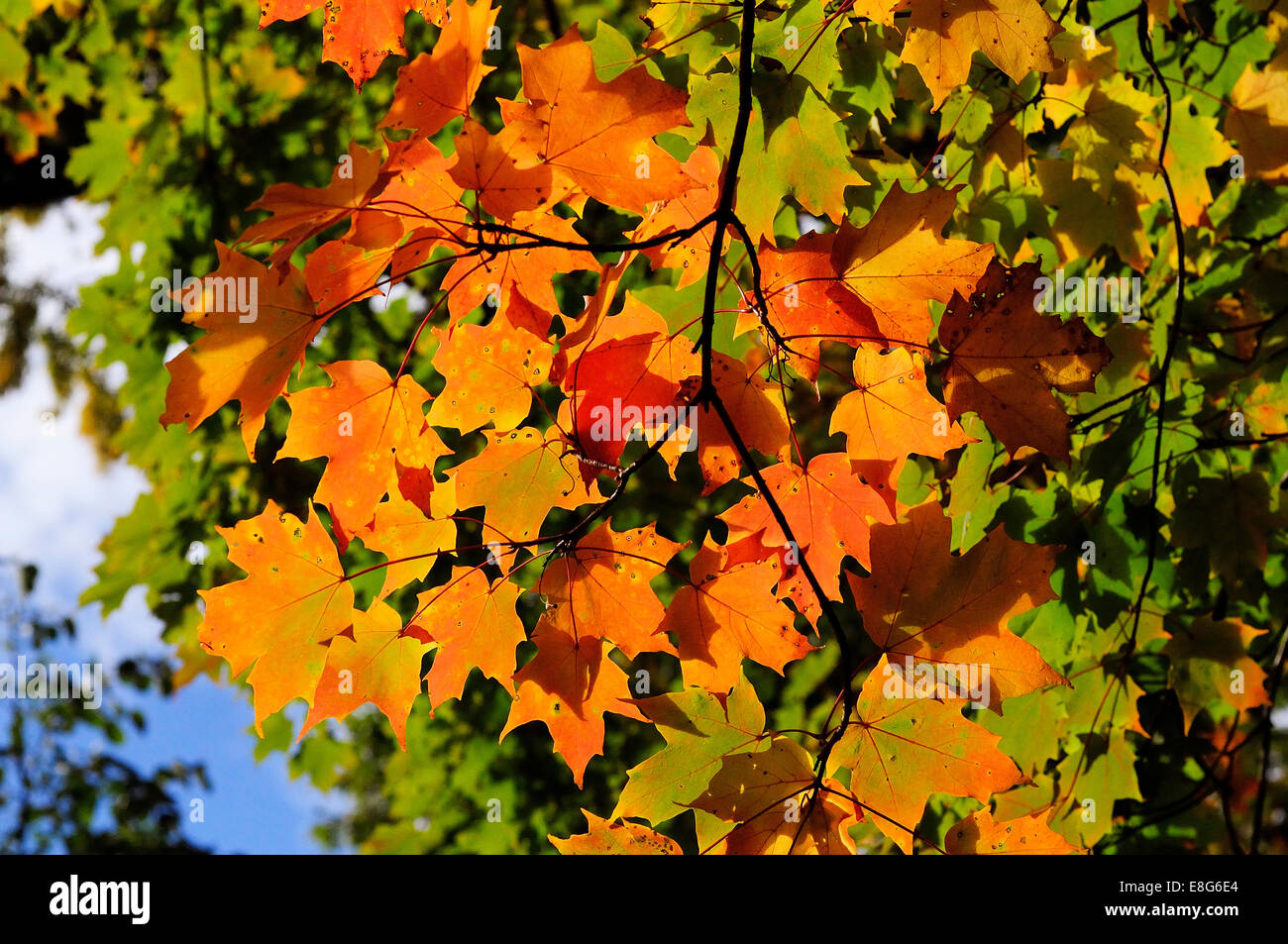 Maple tree in full autumn peak. (Acer platanoides Stock Photo - Alamy