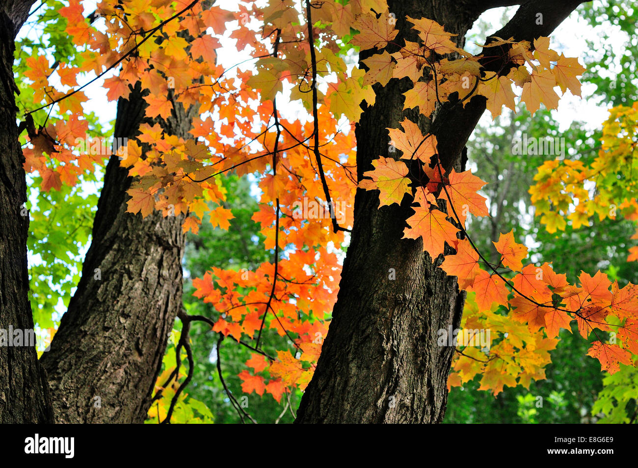 Maple tree in full autumn peak. (Acer platanoides Stock Photo - Alamy