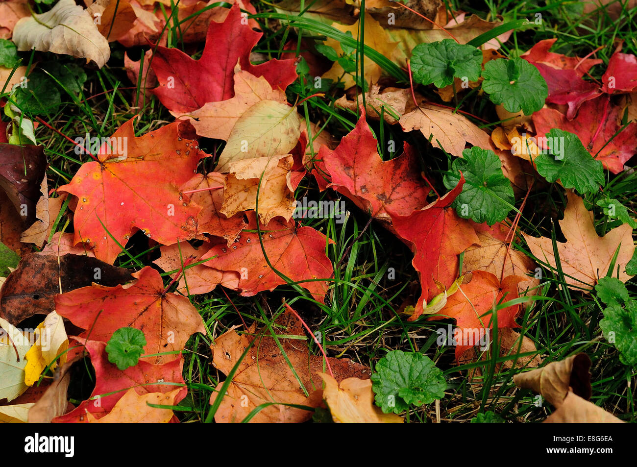 Sugar Maple tree leaves in full autumn peak Stock Photo - Alamy